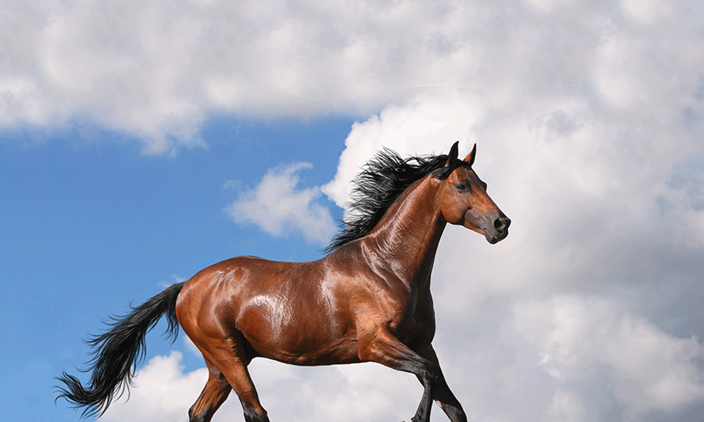 Vetplanet - proizvodnja i prodaja veterinarskih suplemenata za životinje